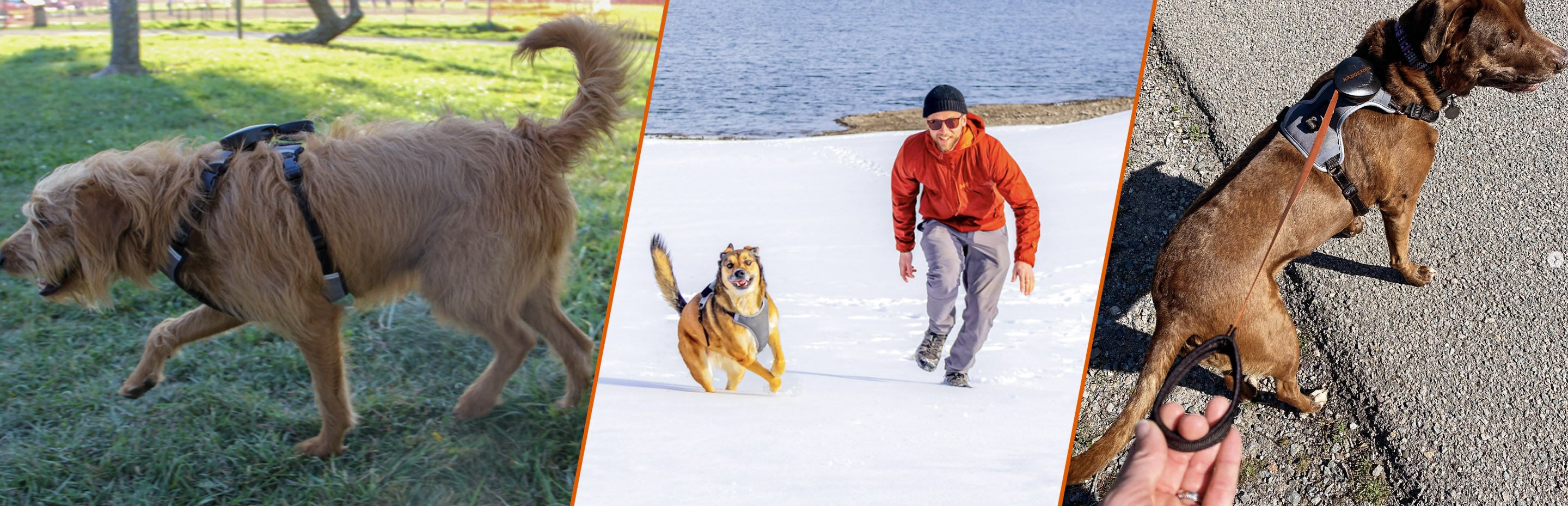 🐶 Innovation for your furry friend – ROCKWORKX